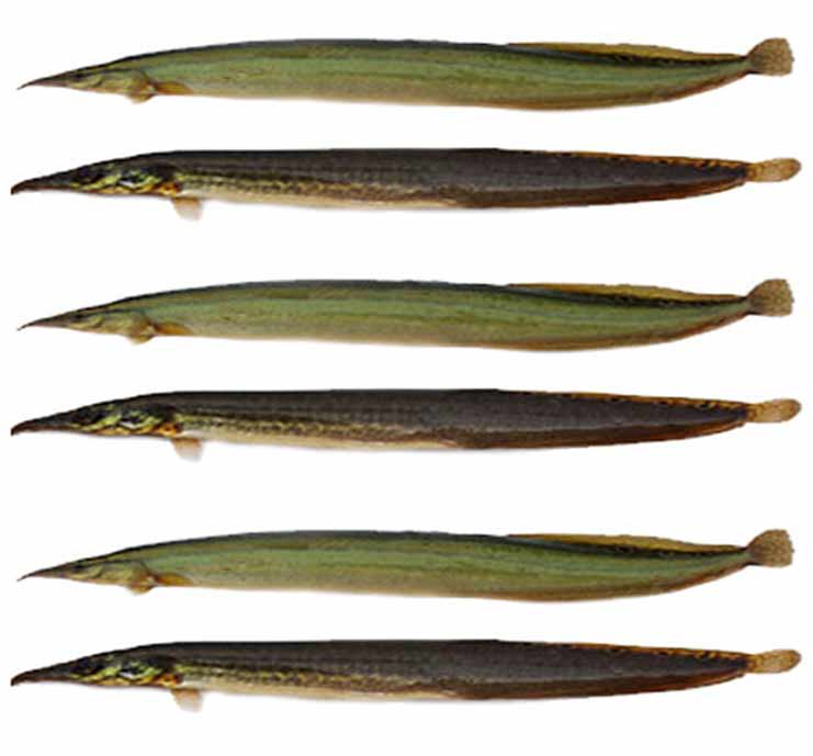 guchi baim fish ( 5-6 pcs/ kg ) 1 kg - EasyShop